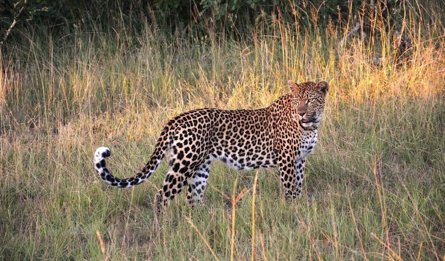 How many leopards sanctuaries are there in Rajasthan? - Mysterioustrip