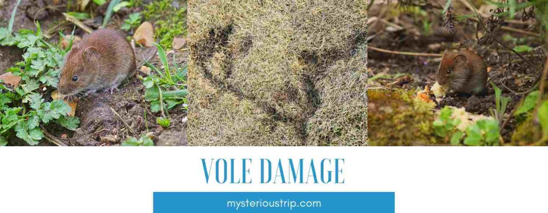 Pet Safe Ways To Deal With Voles & Other Garden Pests - Mysterioustrip
