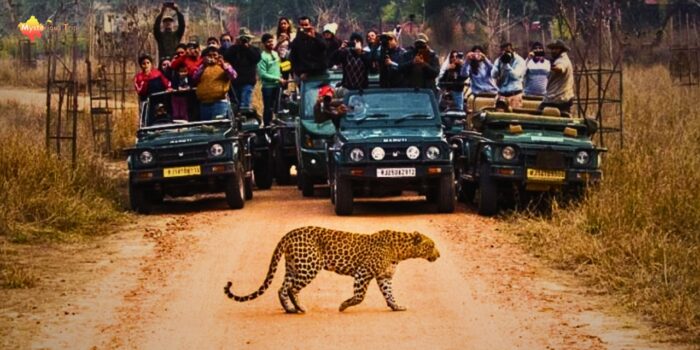 How many leopards sanctuaries are there in Rajasthan? - Mysterioustrip